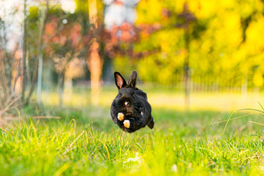 Bunny Greens Onlineshop - Frisches Futtergrün für dein Kaninchen